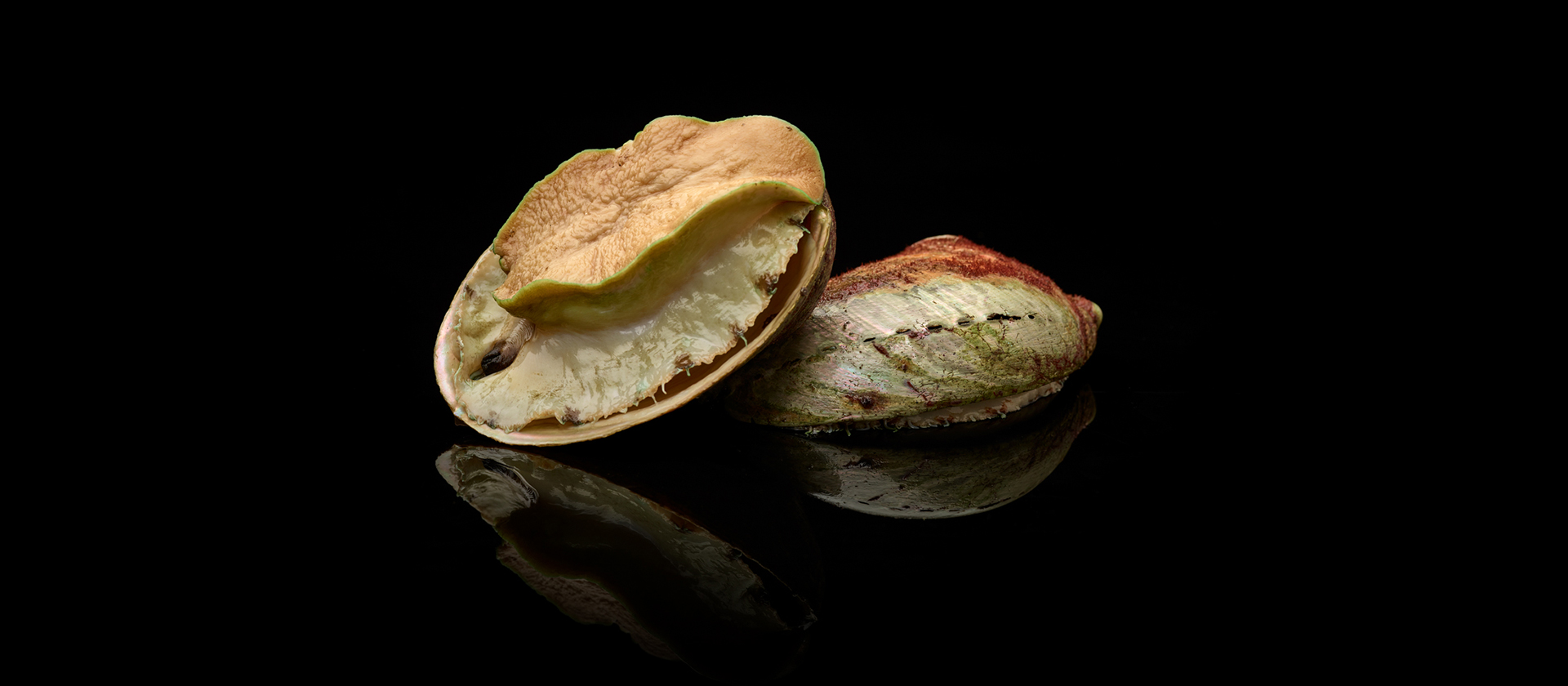 Home - Tas Live Abalone