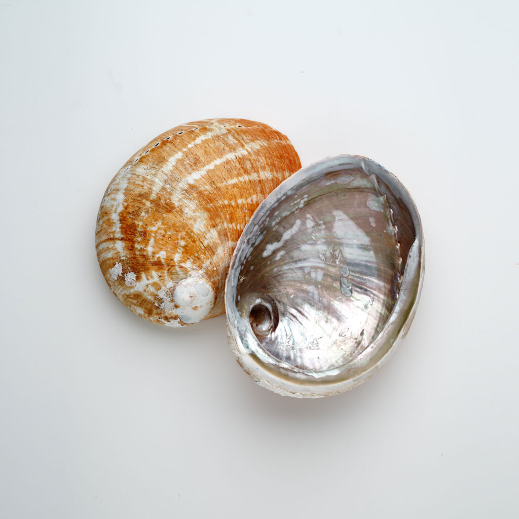 Home - Tas Live Abalone