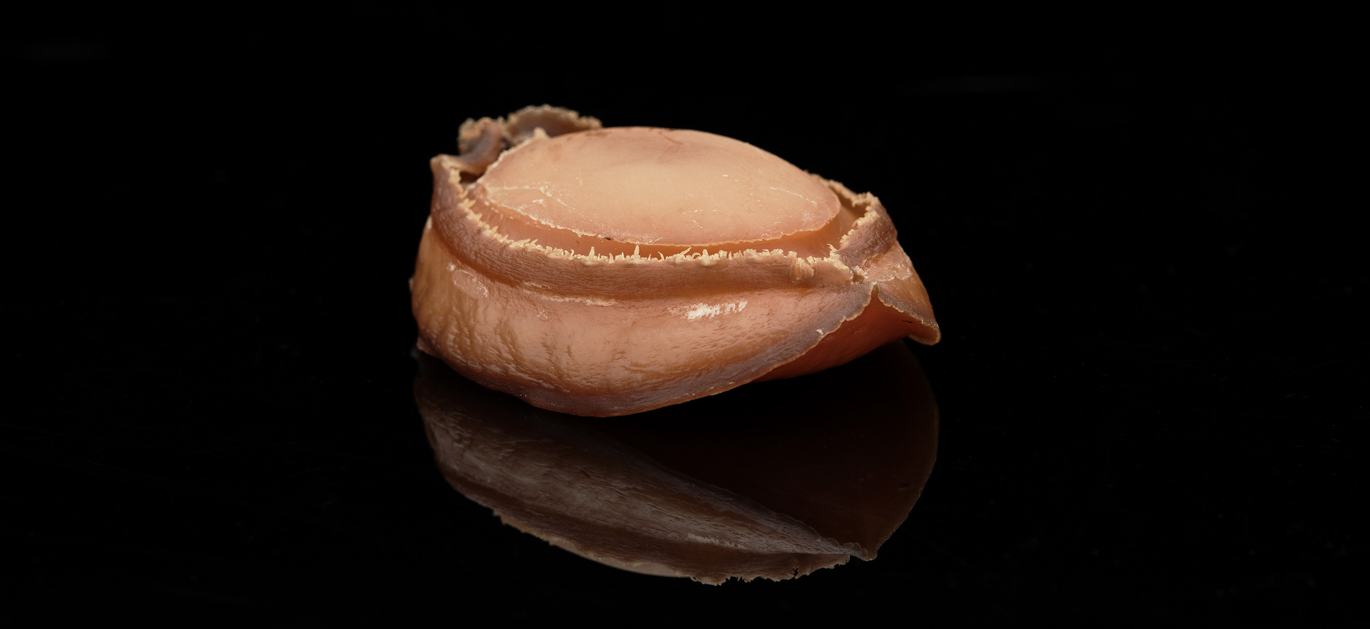 Home - Tas Live Abalone